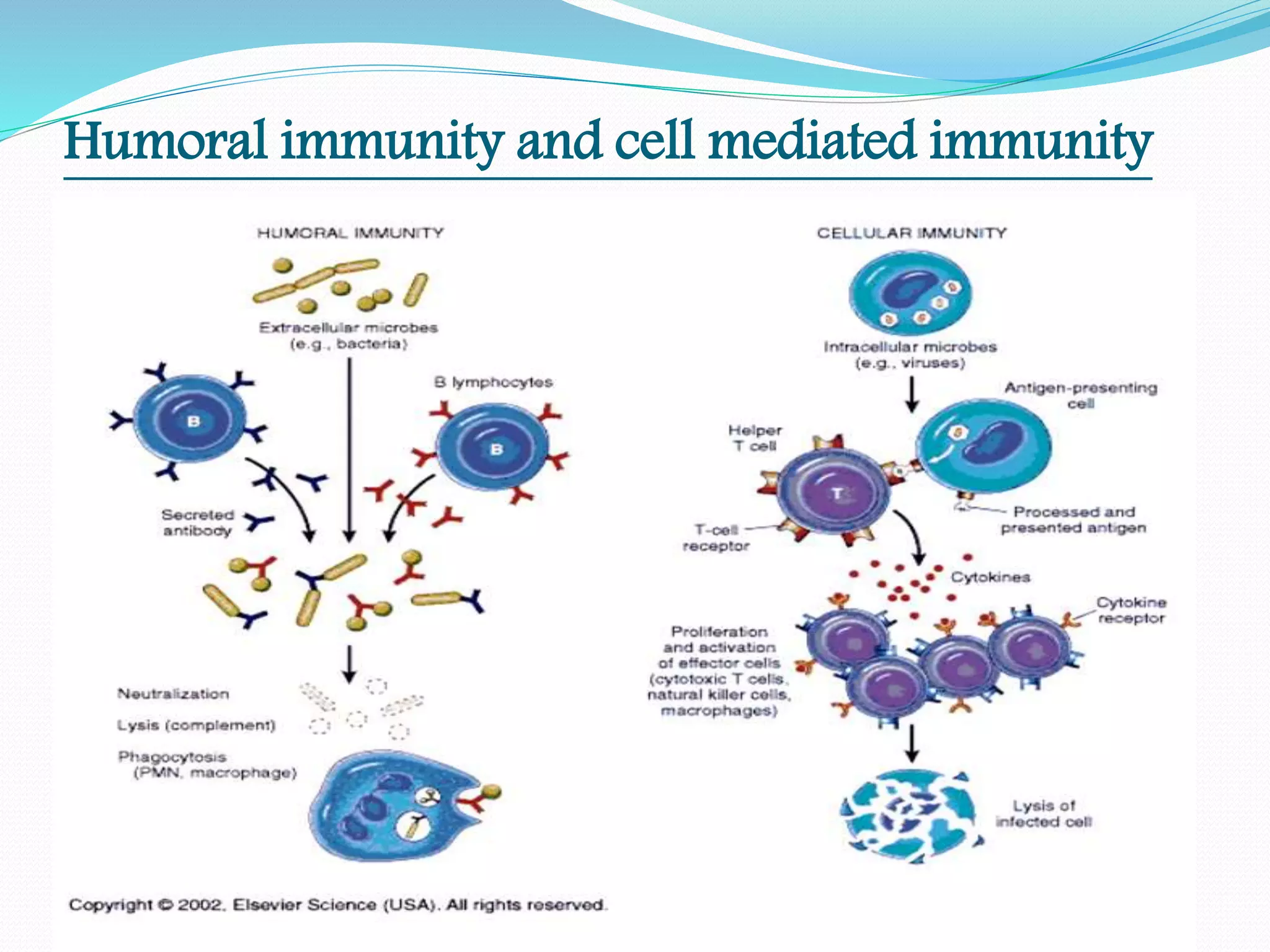 Types of immunity | PPTX