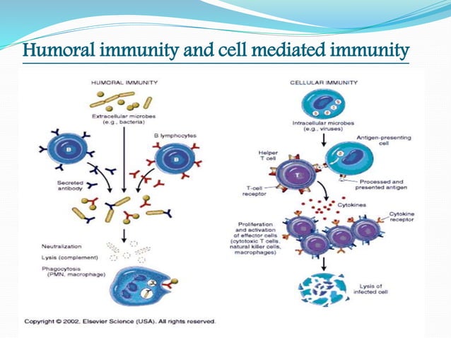 Types of immunity