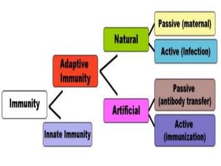Types of immunity | PPTX