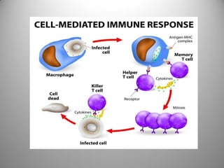 Types of Immunity | PDF