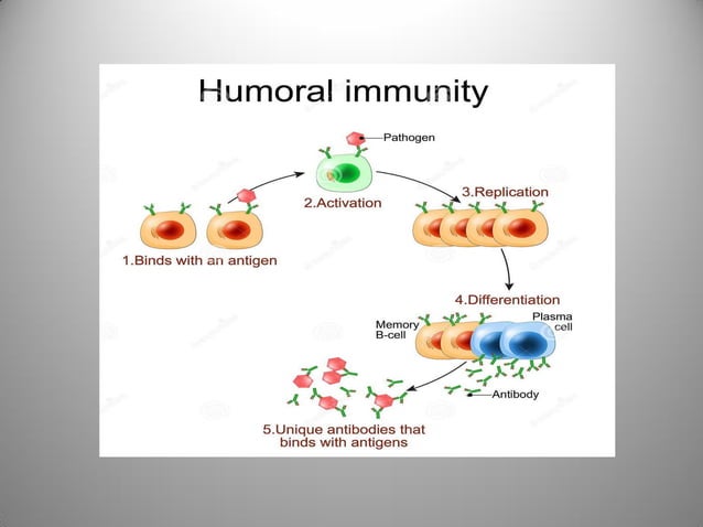 Types of Immunity | PDF | Infectious Diseases | Diseases and Conditions