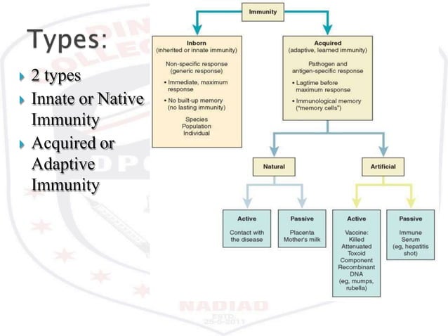 Types of immunity | PPT