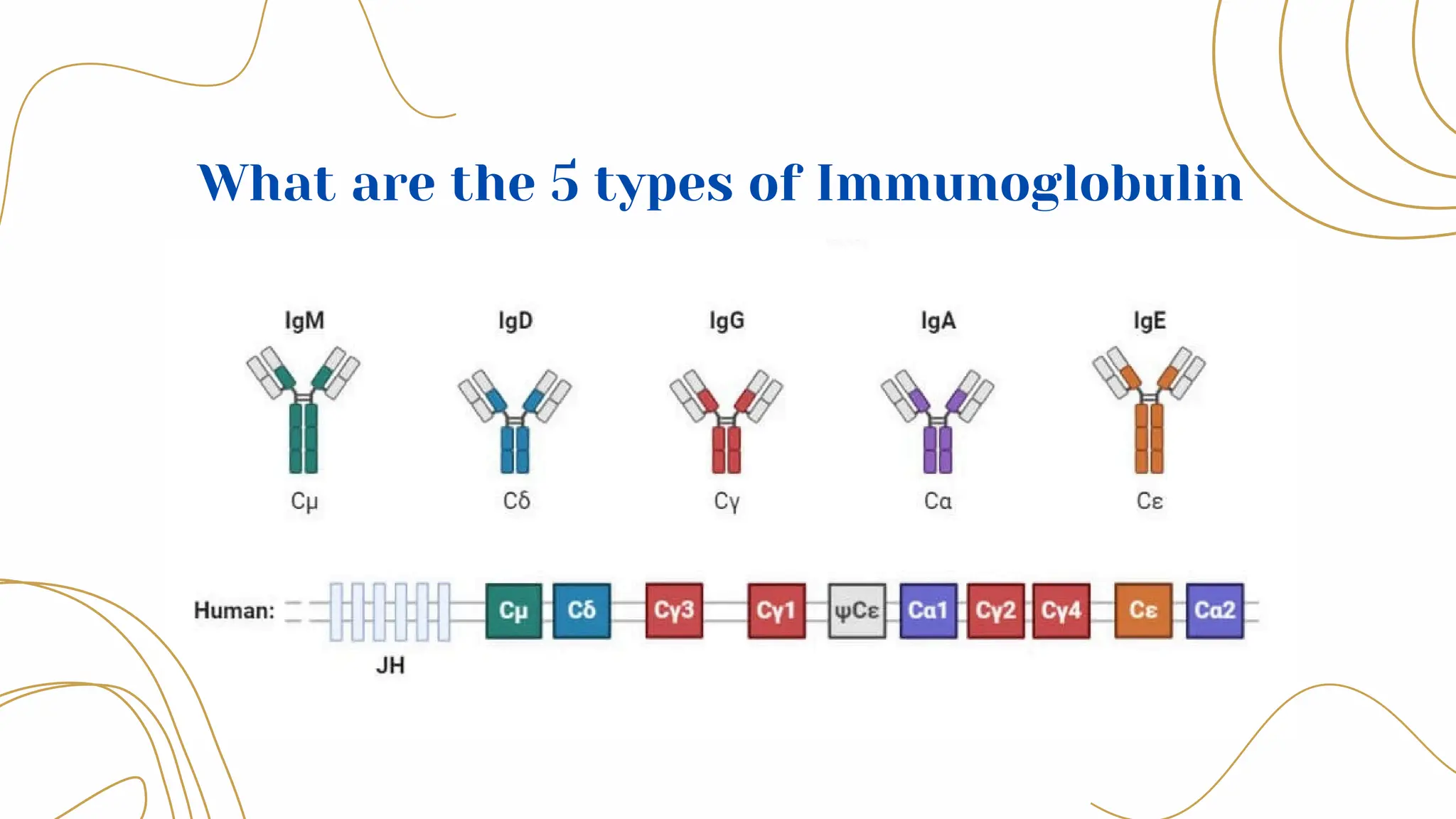Types of immunoglobulins.pdf (1).pdf.... | PDF