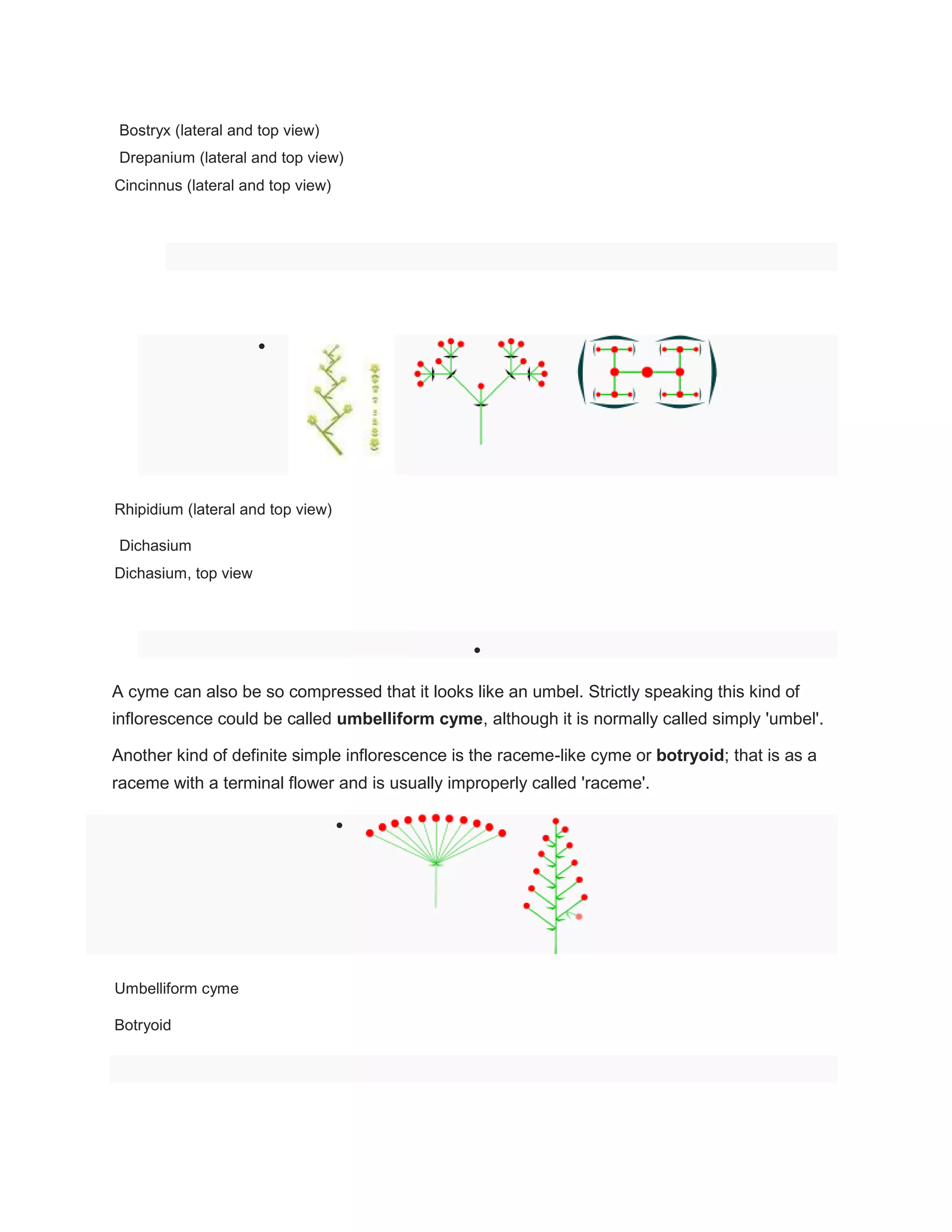 Types of inflorescence | DOCX