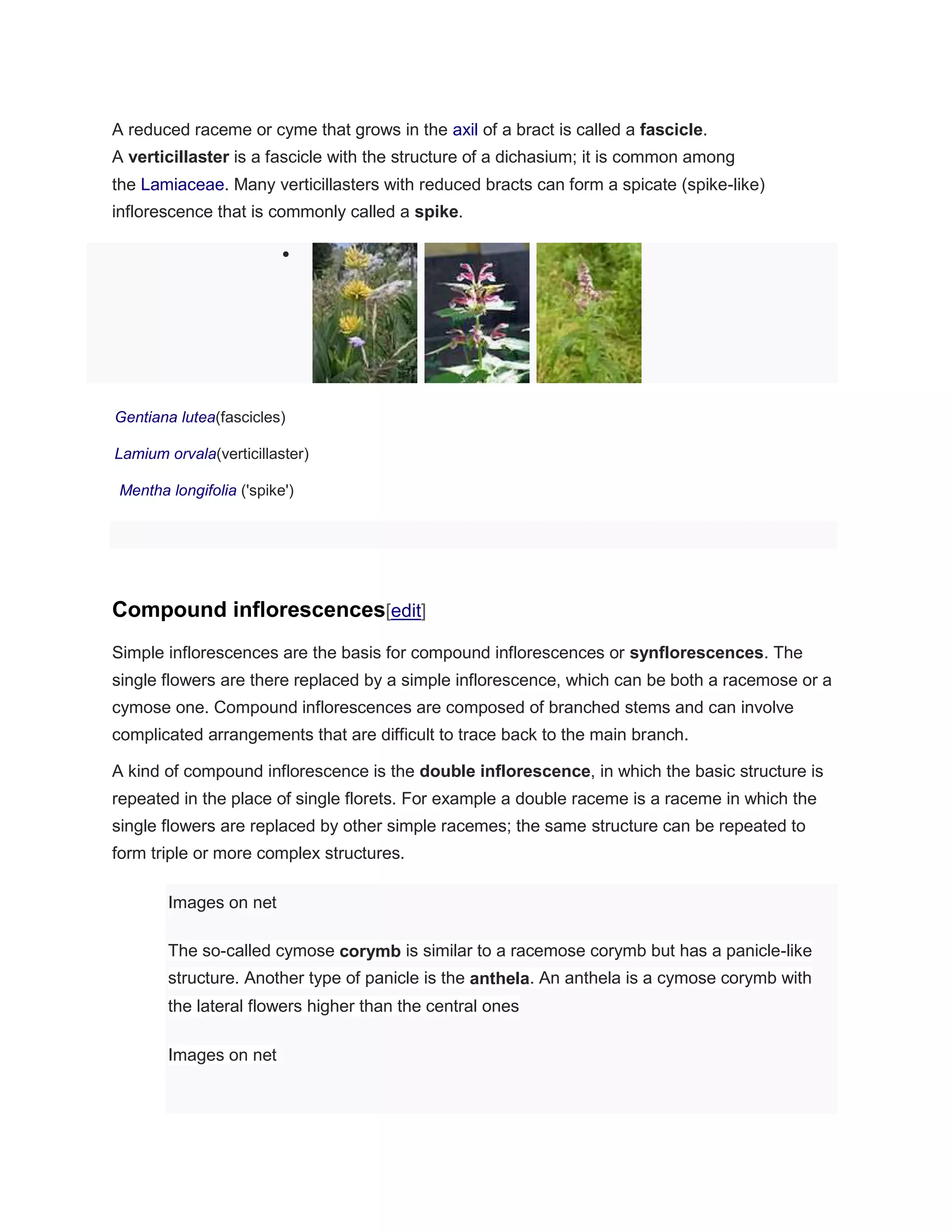 Types of inflorescence | DOCX | Gardening | Home & Garden