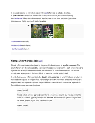 Types of inflorescence | DOCX