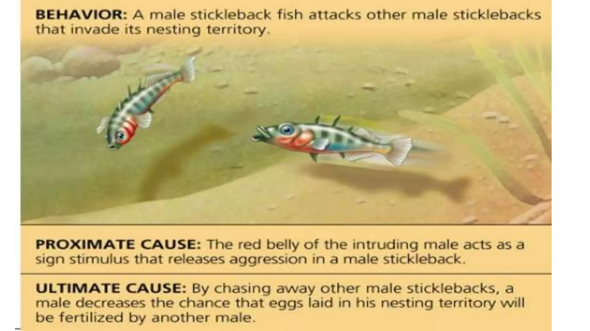 Types of innate behaviour | PPTX