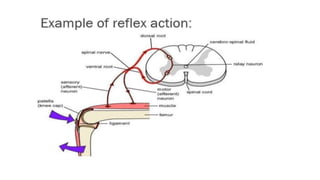 Types of innate behaviour | PPTX