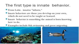 Types of innate behaviour | PPTX