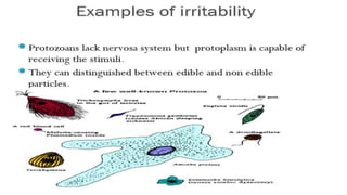 Types of innate behaviour | PPTX