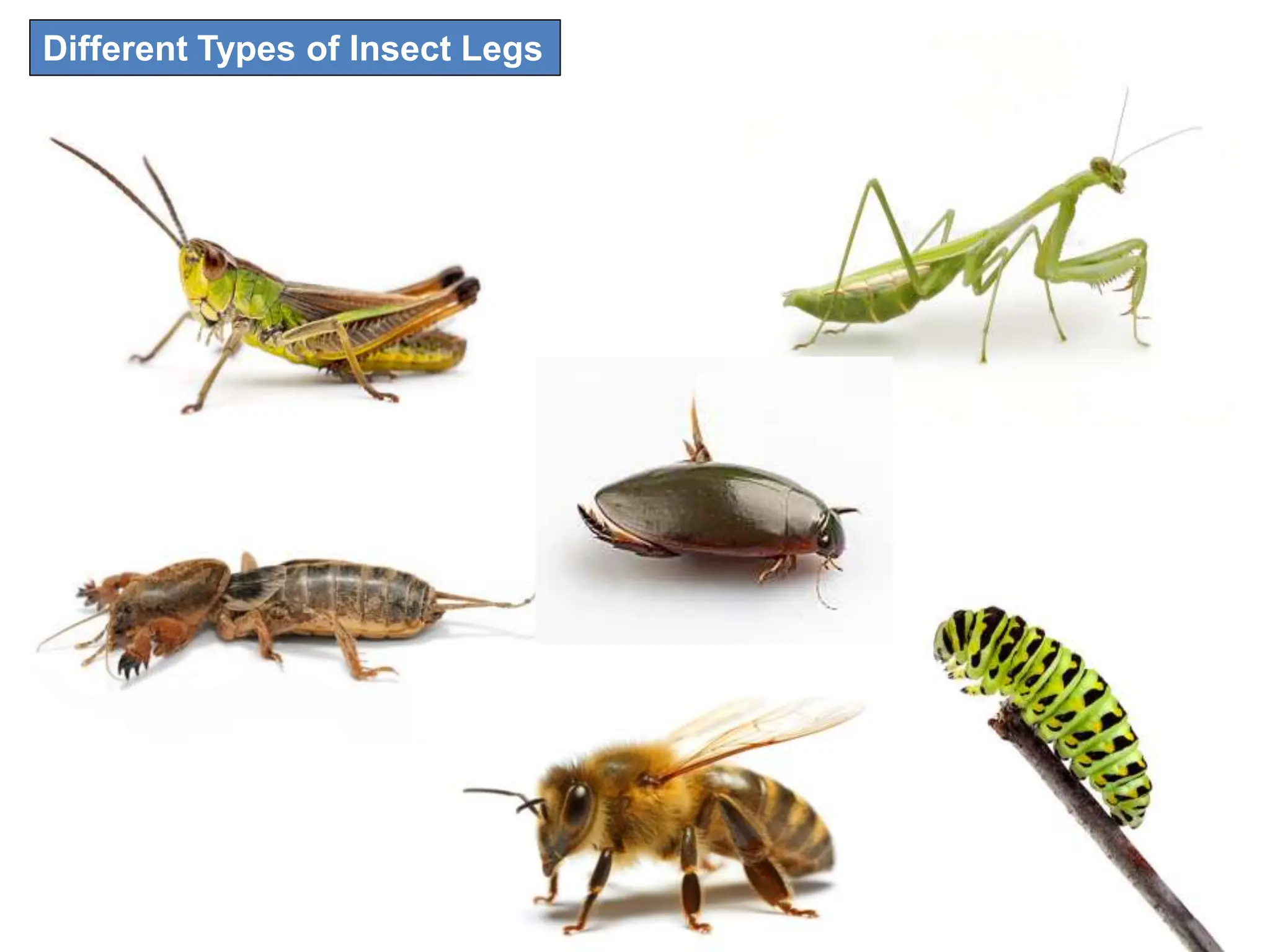 Practical 3: Types of Insect Antennae and Legs.pptx