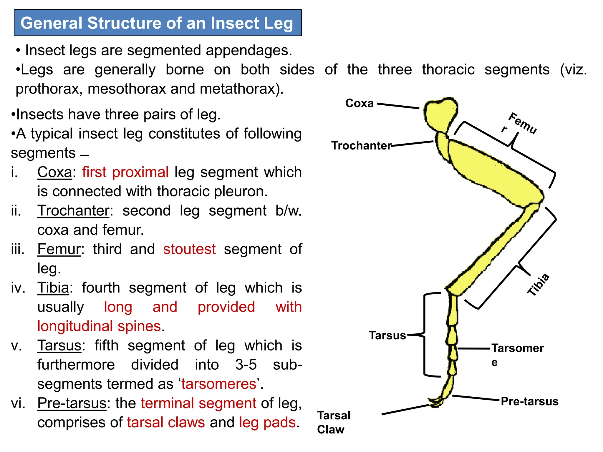 Practical 3: Types of Insect Antennae and Legs.pptx