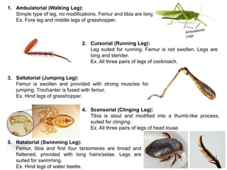 Practical 3: Types of Insect Antennae and Legs.pptx | Birdwatching ...