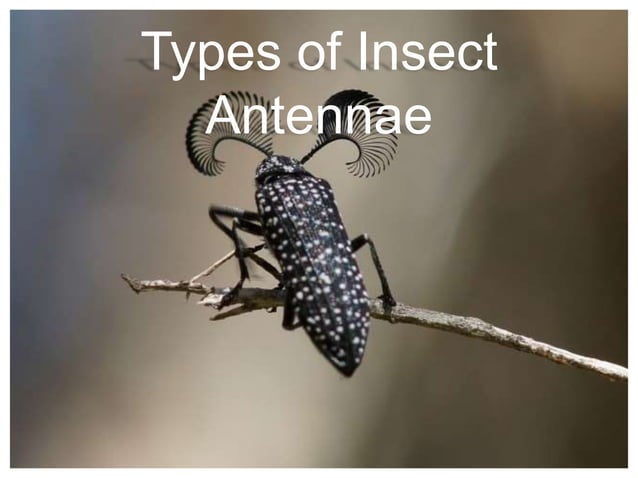 Practical 3: Types of Insect Antennae and Legs.pptx | Birdwatching ...