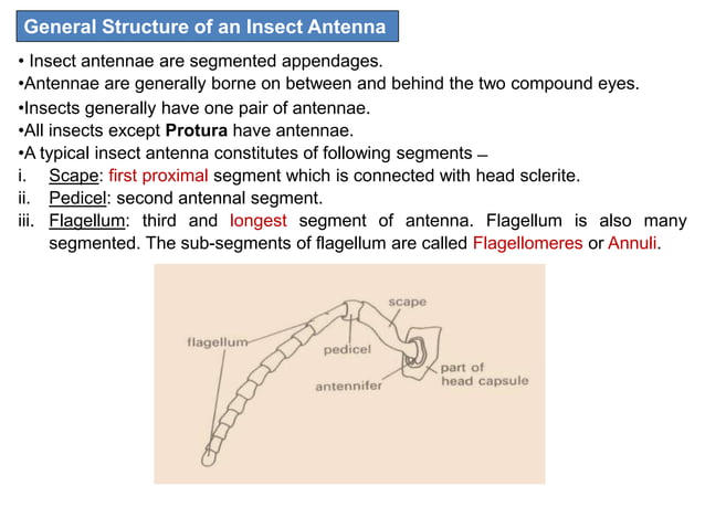 Practical 3: Types of Insect Antennae and Legs.pptx | Birdwatching ...