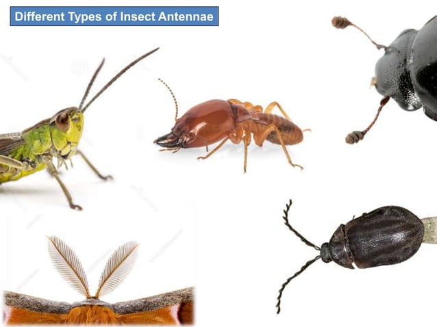 Practical 3: Types of Insect Antennae and Legs.pptx | Birdwatching ...
