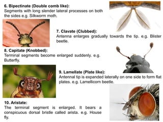 Practical 3: Types of Insect Antennae and Legs.pptx