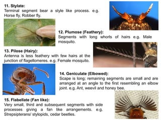 Practical 3: Types of Insect Antennae and Legs.pptx | Birdwatching ...