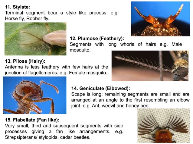 Practical 3: Types of Insect Antennae and Legs.pptx | Birdwatching ...
