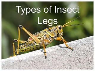 Practical 3: Types of Insect Antennae and Legs.pptx