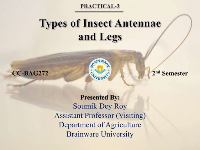 Practical 3: Types of Insect Antennae and Legs.pptx