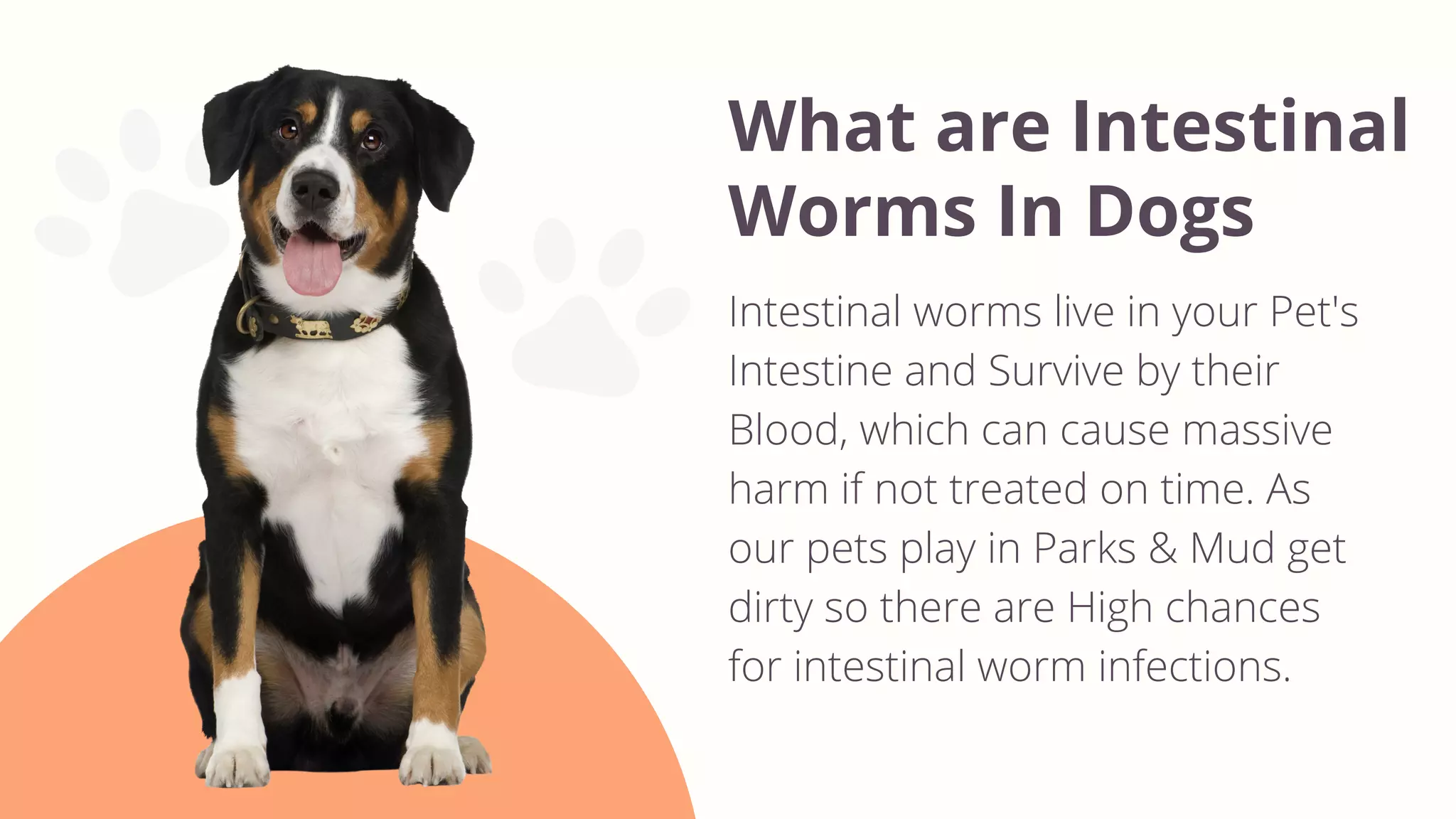Types of Intestinal Worms In Dogs and Their Prevention | PDF