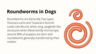 Types of Intestinal Worms In Dogs and Their Prevention | PDF