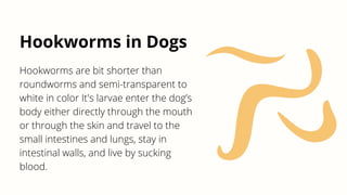 Types of Intestinal Worms In Dogs and Their Prevention | PPT
