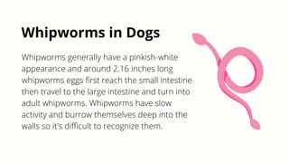 Types of Intestinal Worms In Dogs and Their Prevention | PDF