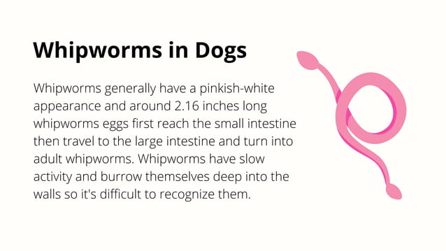 Types of Intestinal Worms In Dogs and Their Prevention | PPT