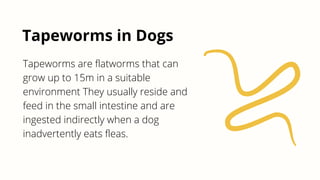 Types of Intestinal Worms In Dogs and Their Prevention | PDF