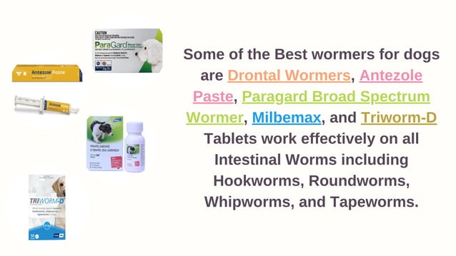 Types of Intestinal Worms In Dogs and Their Prevention | PPT
