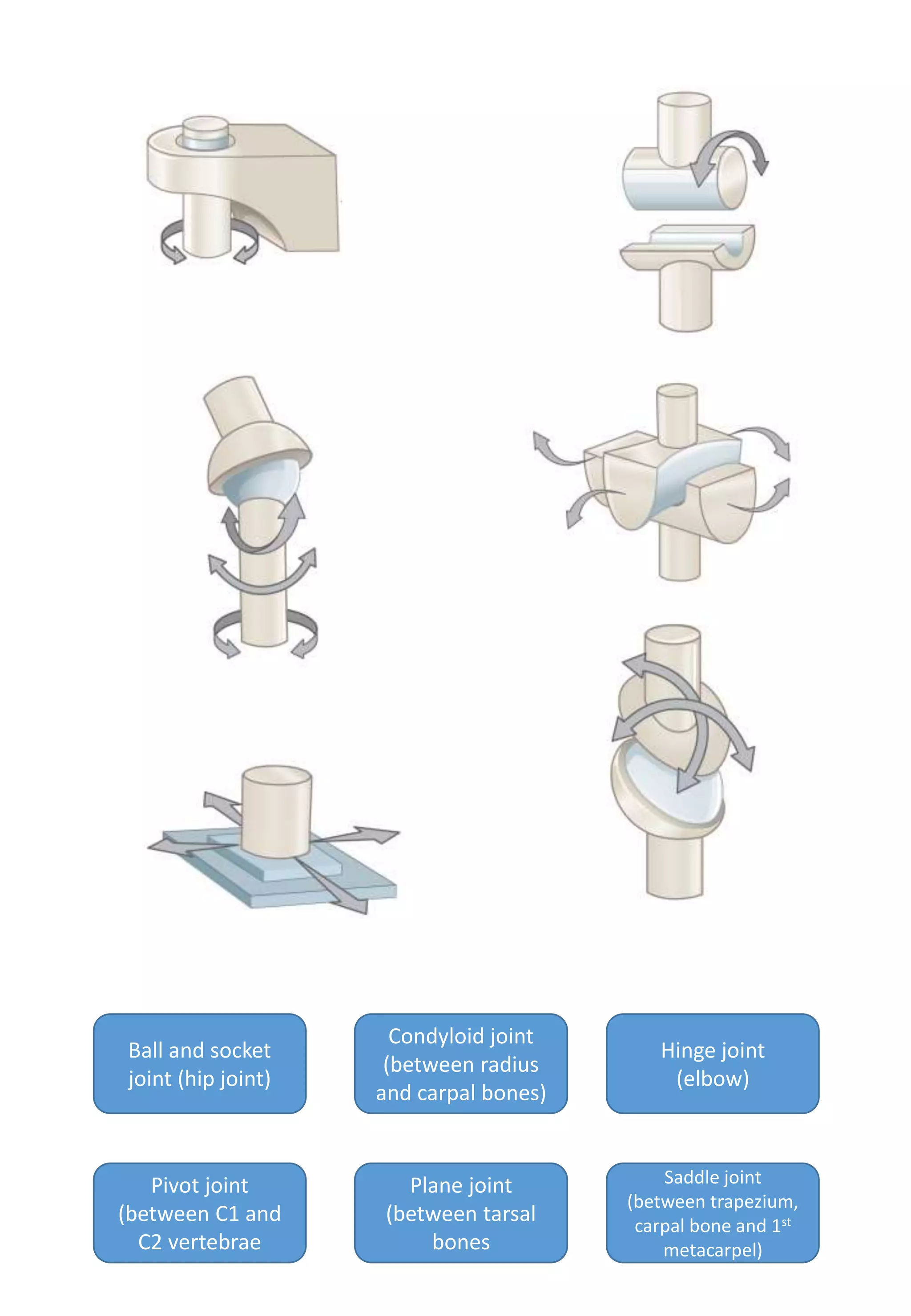 Types of joint worksheet | PPTX