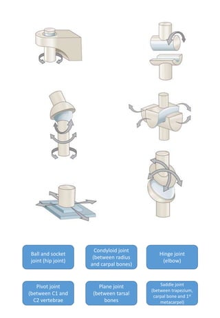 Types of joint worksheet | PPTX