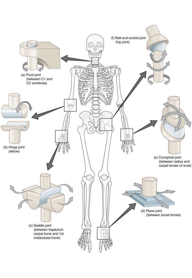 Types of joint worksheet 1 638 jpg 638 922 Human Joints Joints Types of joint worksheet 1 638 jpg 638 922 Human Joints Joints