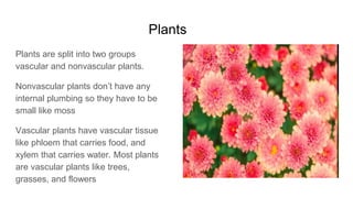 Types of Kingdoms | PPTX