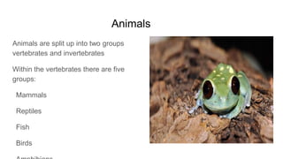 Types of Kingdoms | PPTX