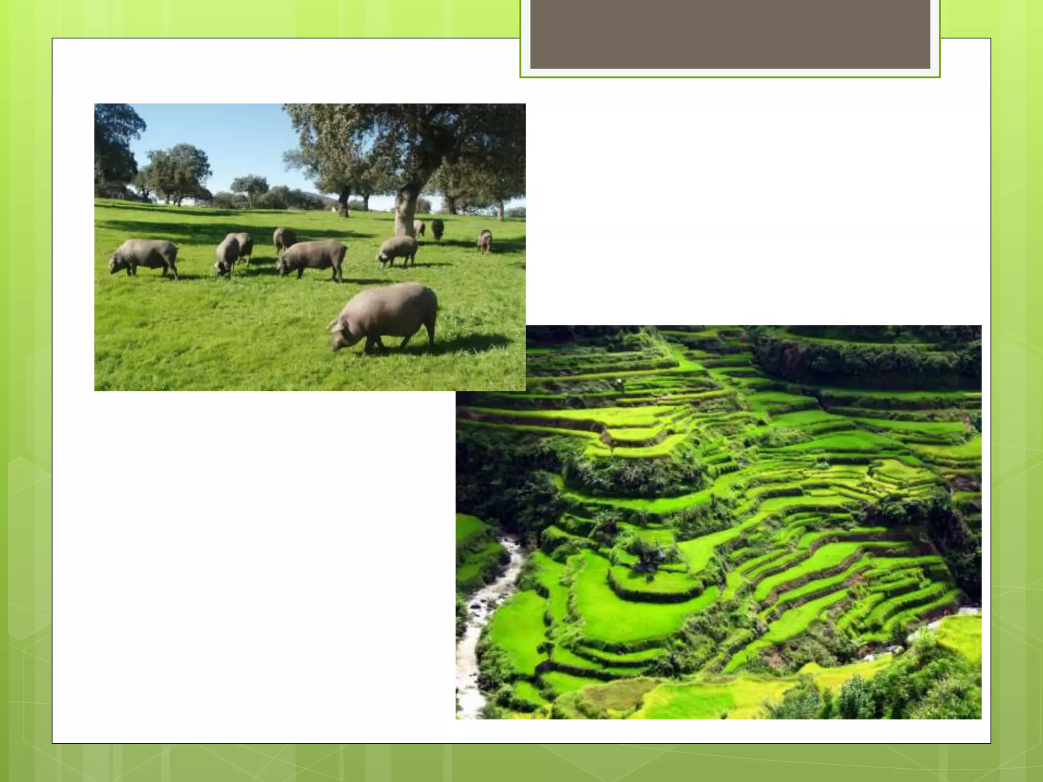 Types of landscapes | PPTX