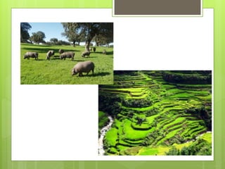 Types of landscapes | PPTX