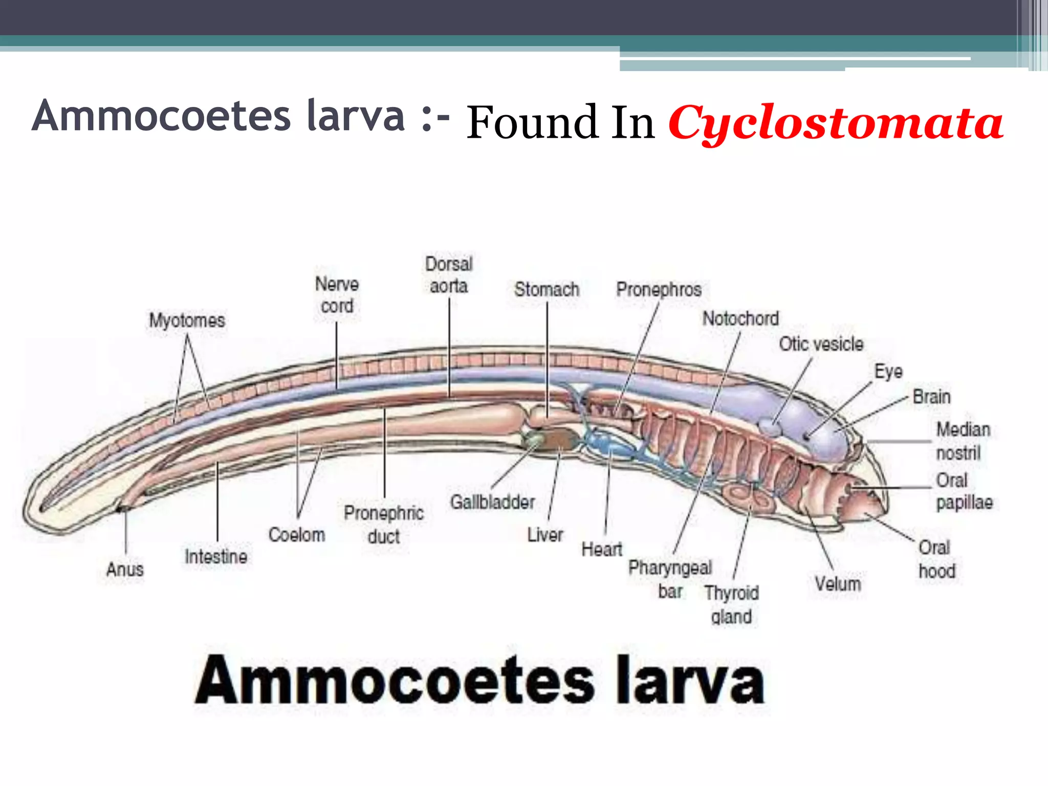 Types of larva | PPTX