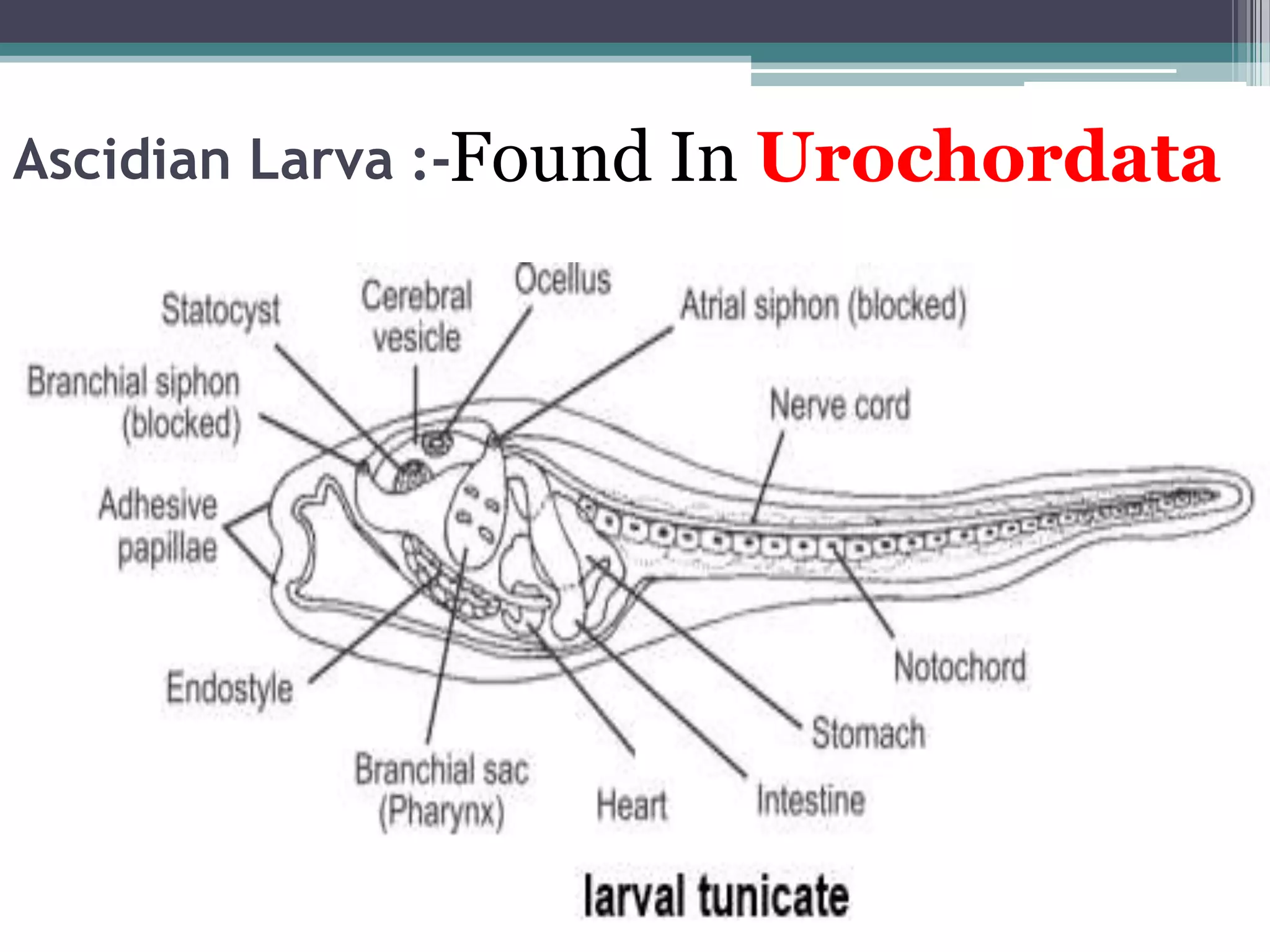 Types of larva | PPTX