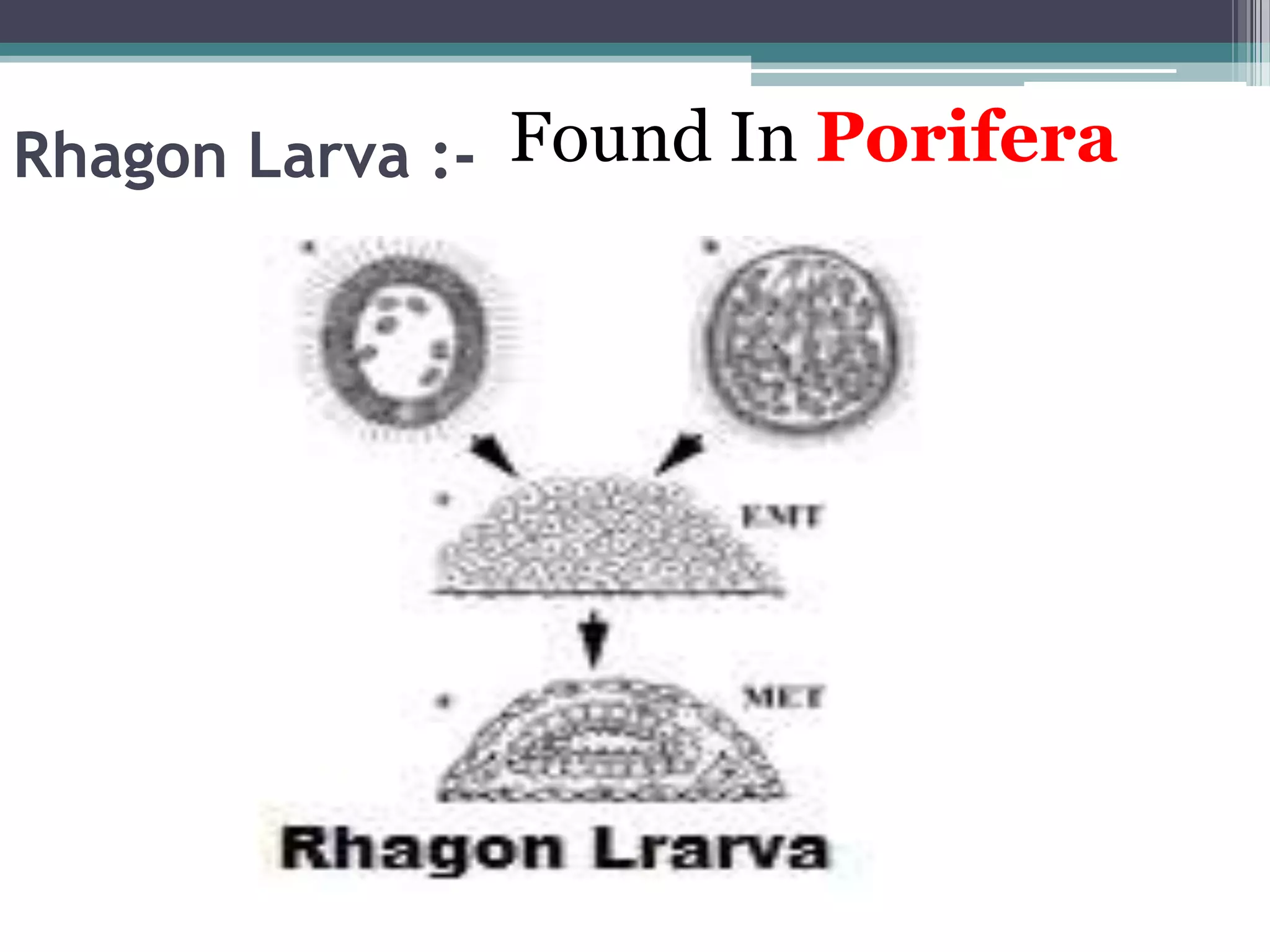 Types of larva | PPTX