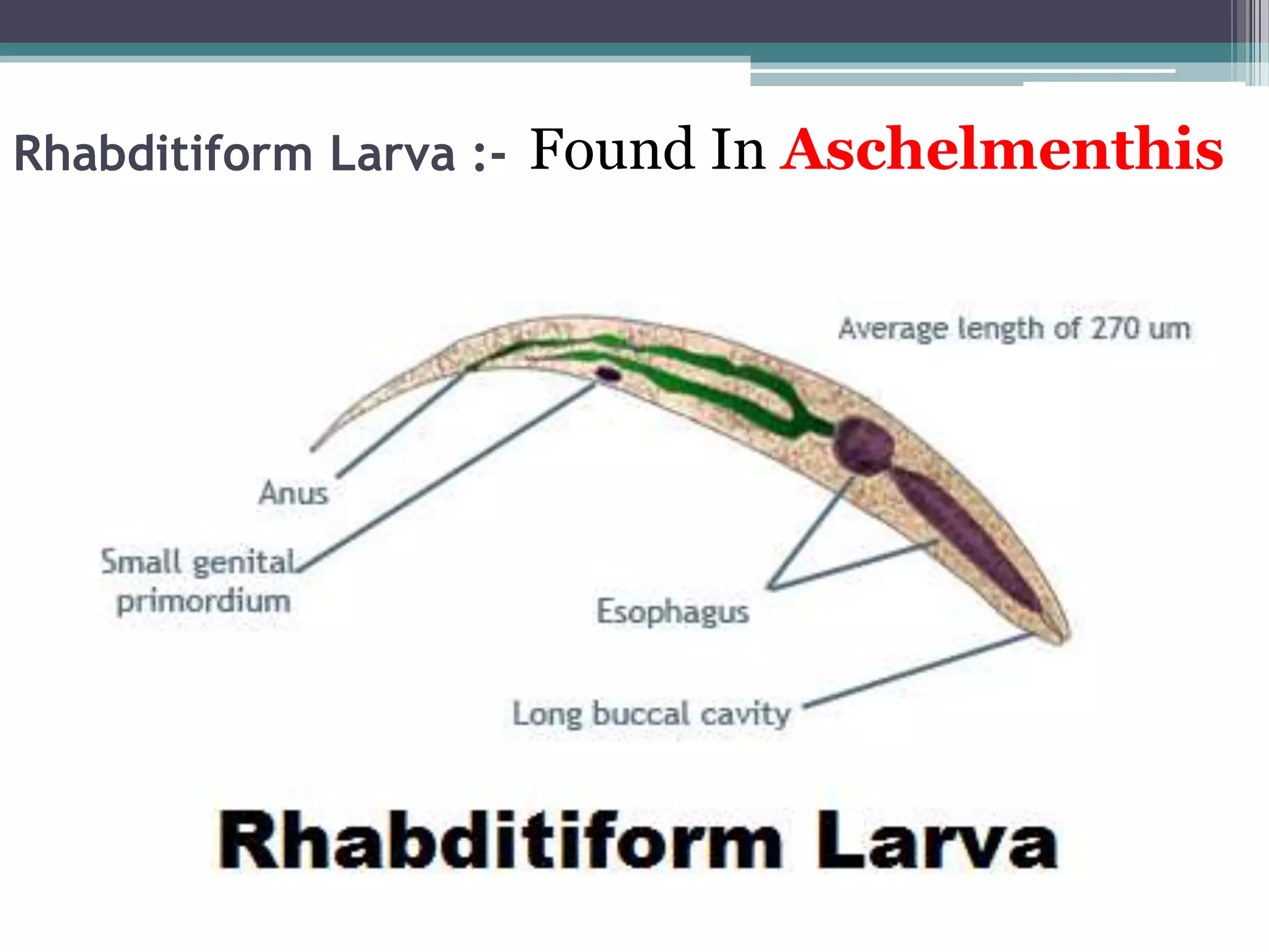 Types of larva | PPTX