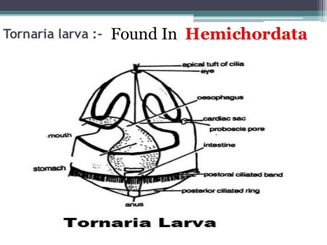 Types of larva