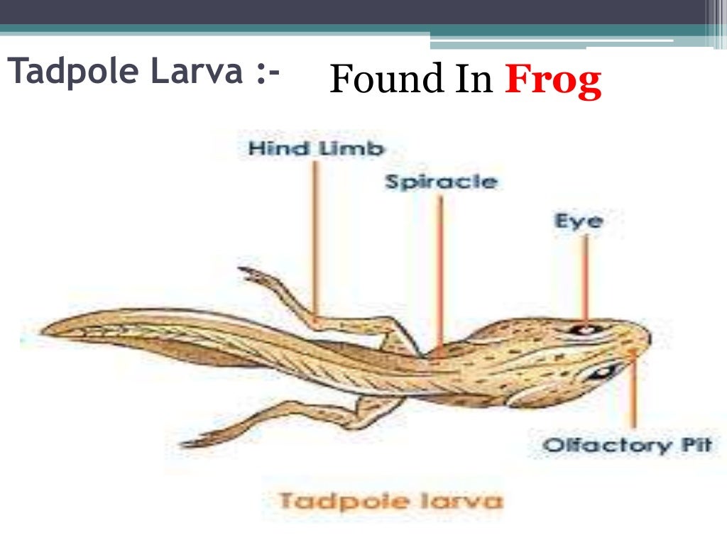 Types of larva