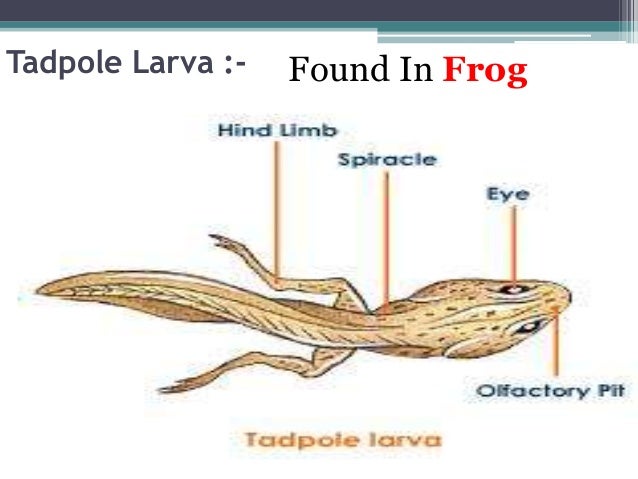 Types of larva