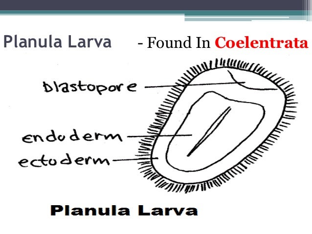 Types of larva