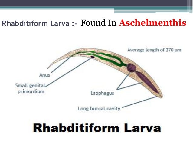 Types of larva