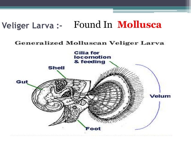 Types of larva