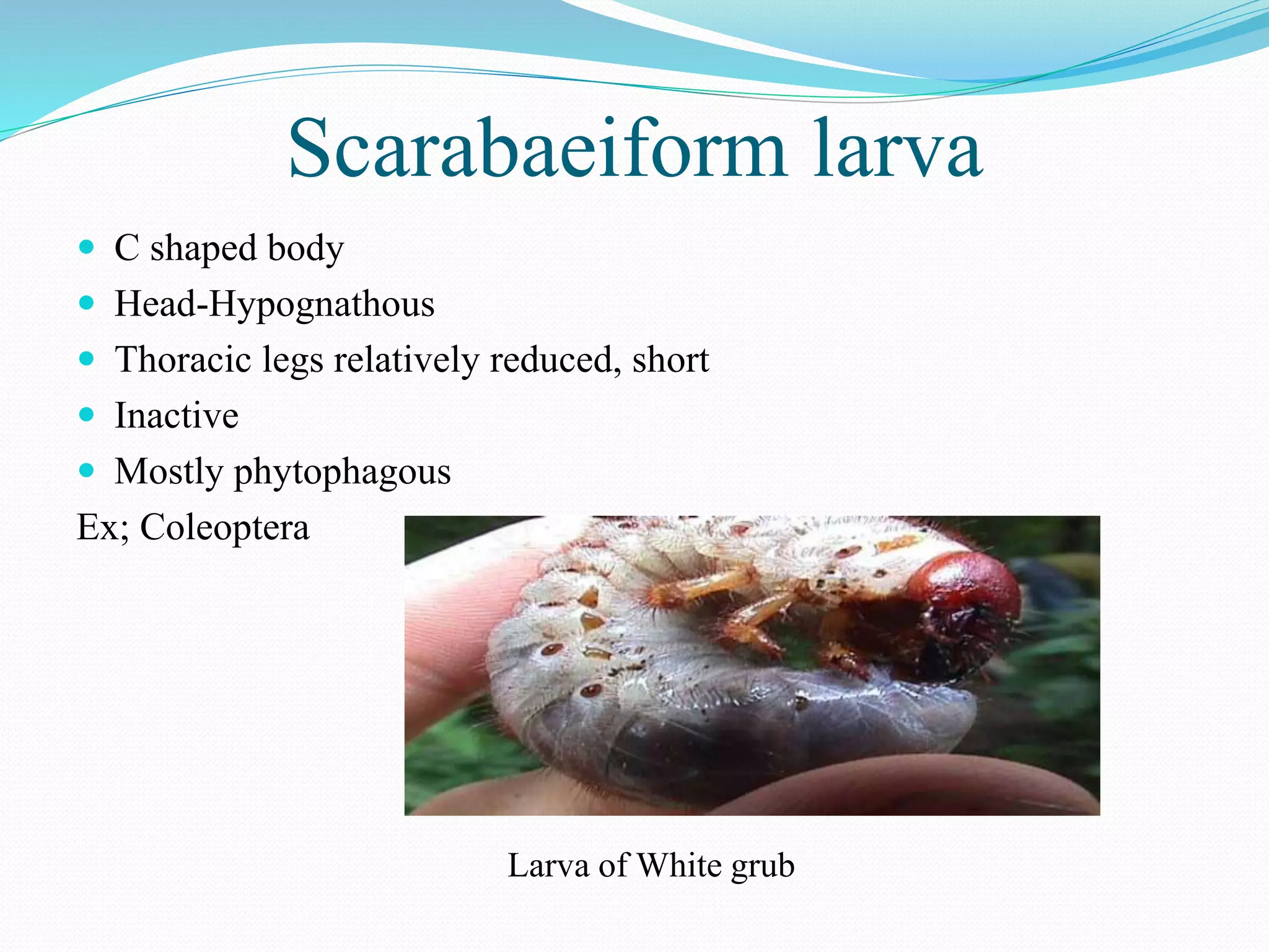 types of larva.pdf